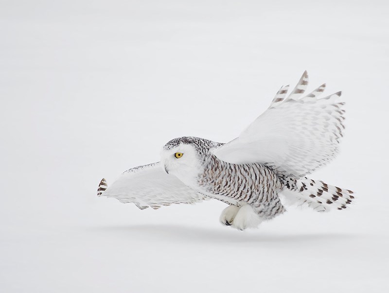 Hawk Mountain leads groundbreaking global assessment on snowy owls ...