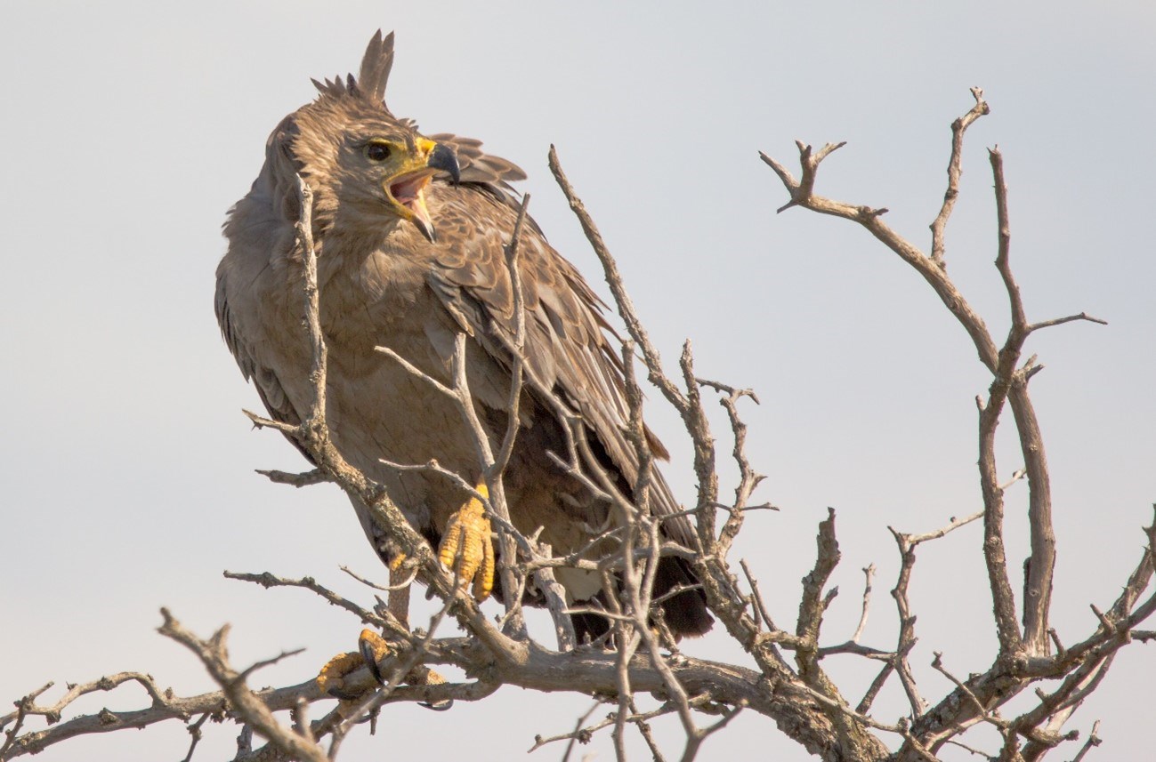 The Mystery of the “Weeping Eagle”: An Endangered Raptor that Faces an ...