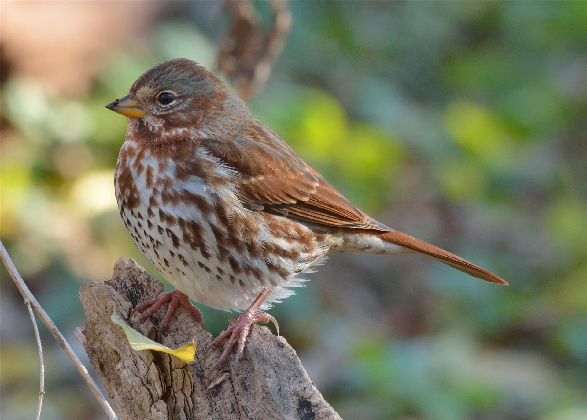 Fox Sparrow Extravaganza! | Hawk Mountain Sanctuary: Learn Visit Join