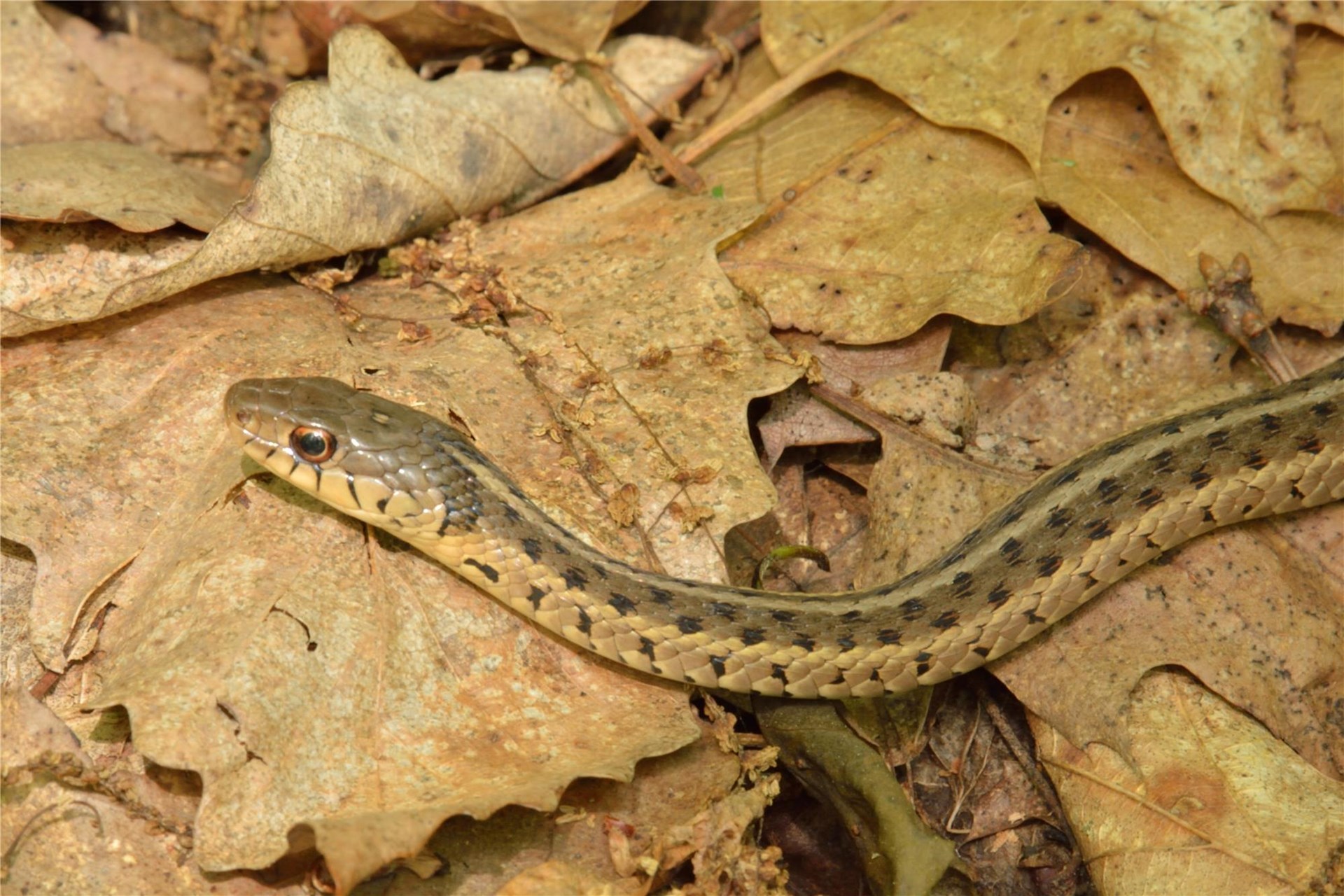 Eastern Garter Snakes Along the Trails | Hawk Mountain Sanctuary: Learn Visit Join