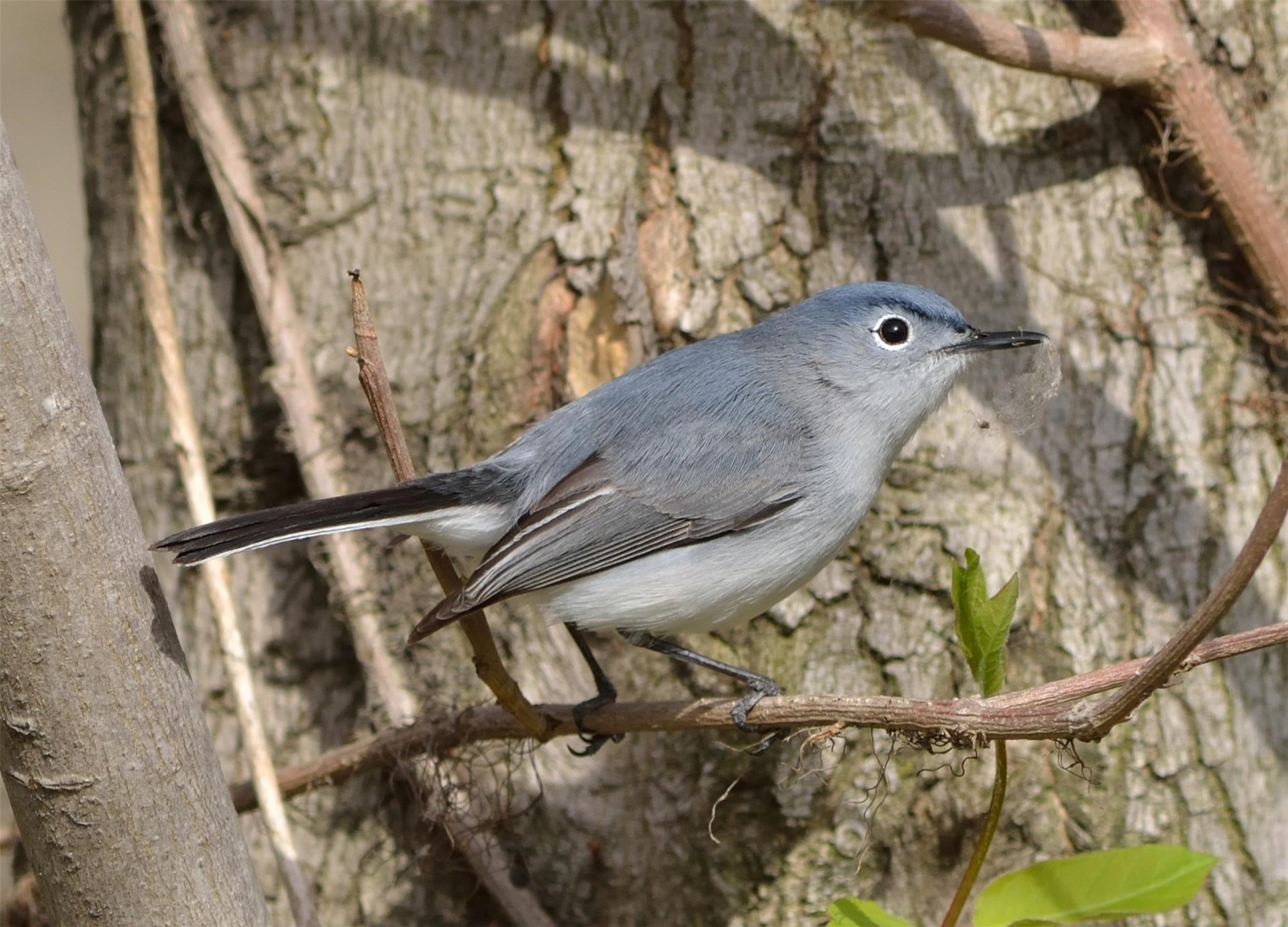 Blue-gray Gnatcatcher | Hawk Mountain Sanctuary: Learn Visit Join
