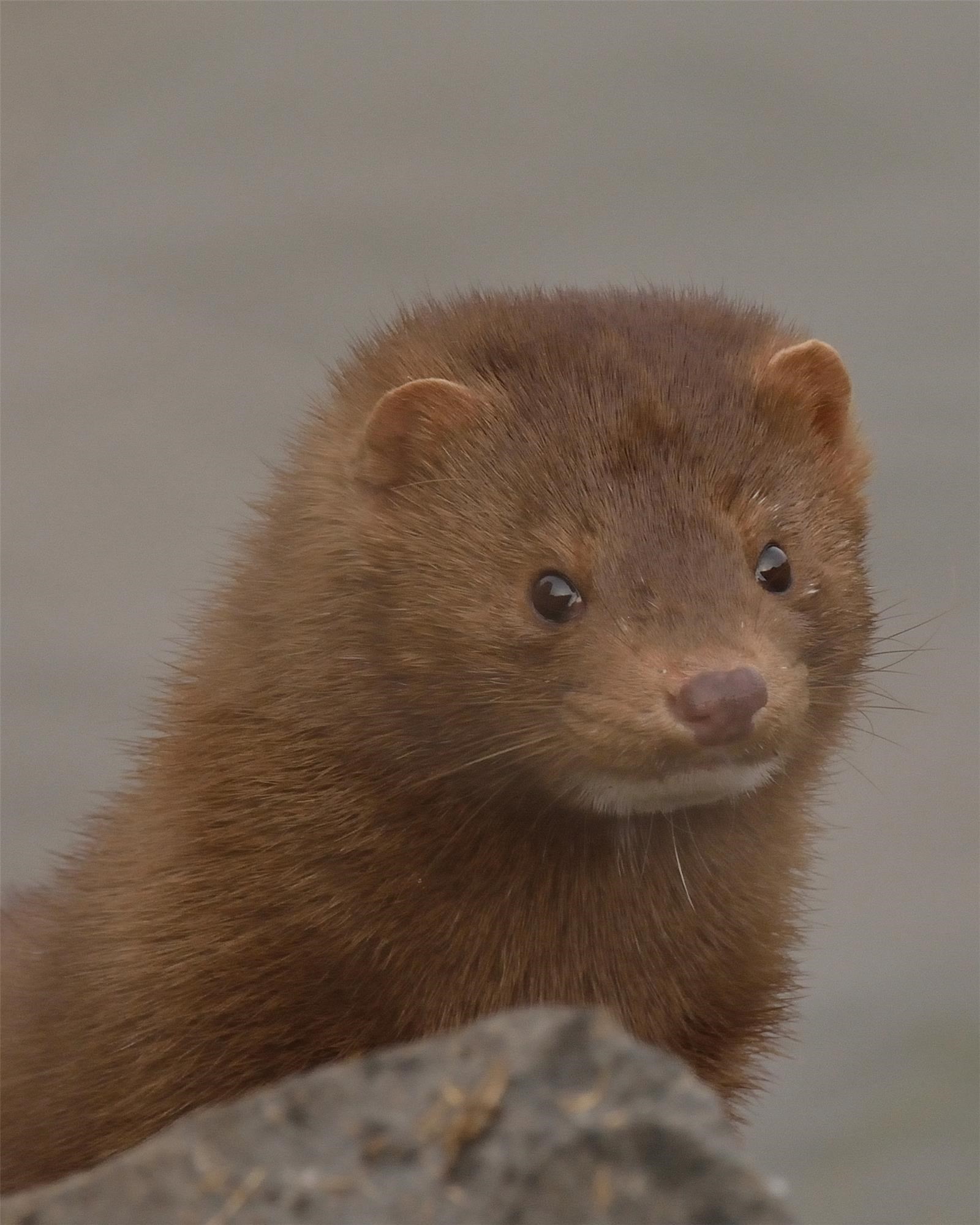 American Mink | Hawk Mountain Sanctuary: Learn Visit Join