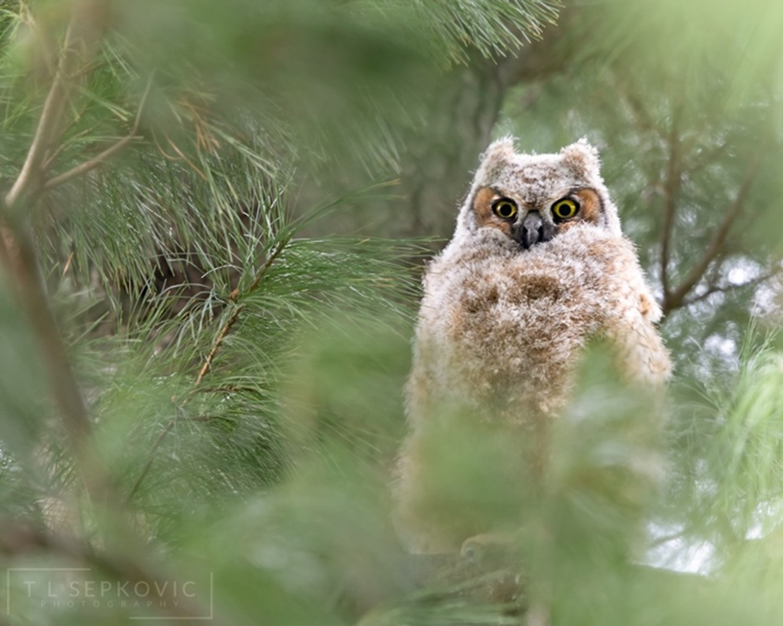 Great-horned Owl | Hawk Mountain Sanctuary: Learn Visit Join