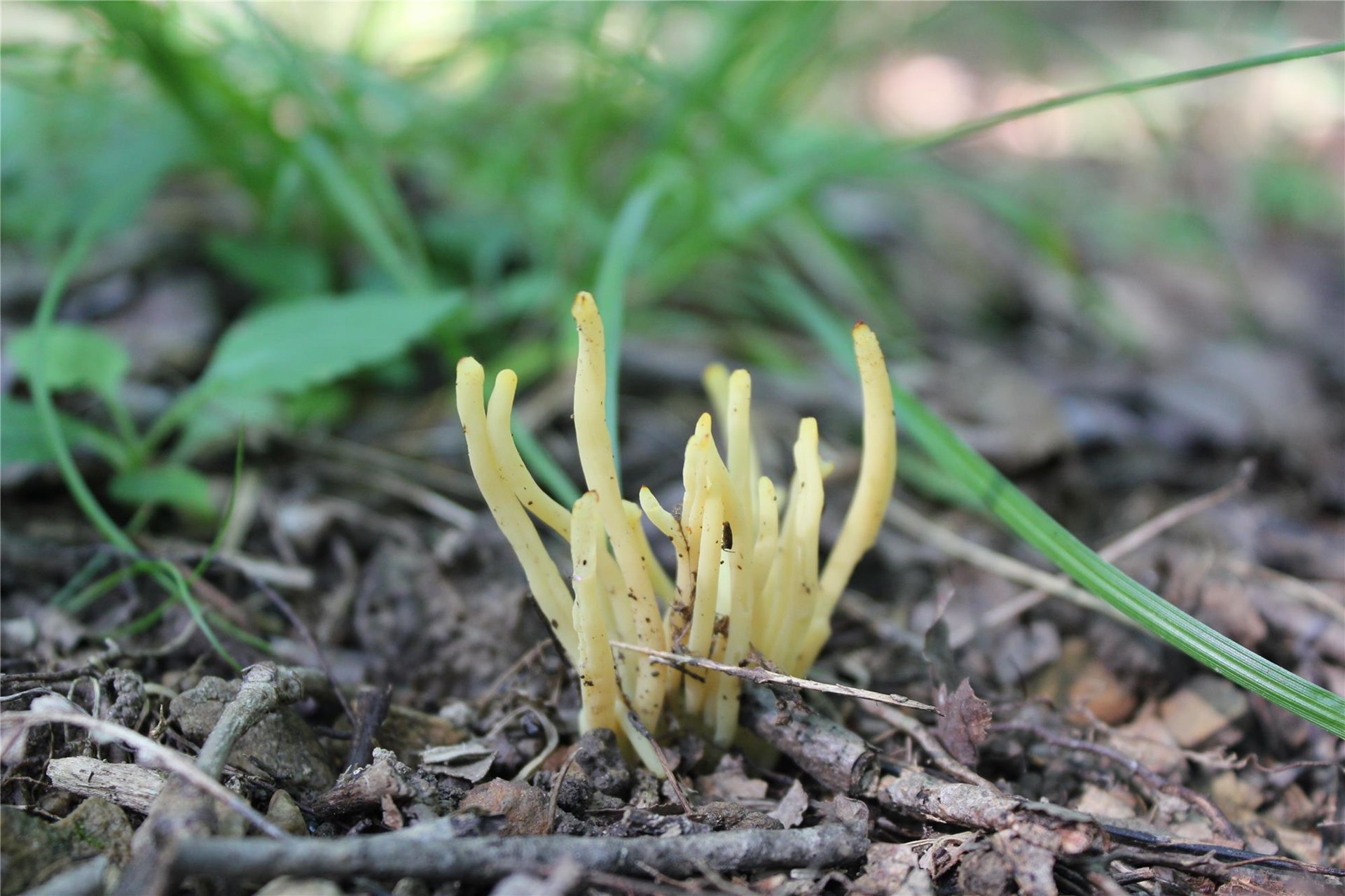 Golden Spindles | Hawk Mountain Sanctuary: Learn Visit Join