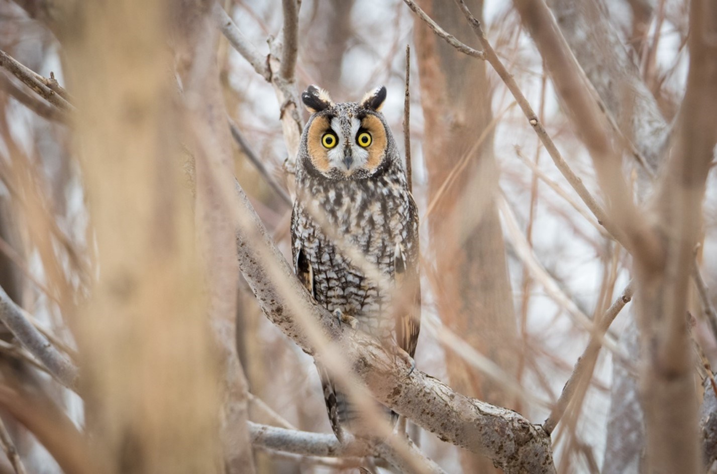 Long-eared Owl | Hawk Mountain Sanctuary: Learn Visit Join