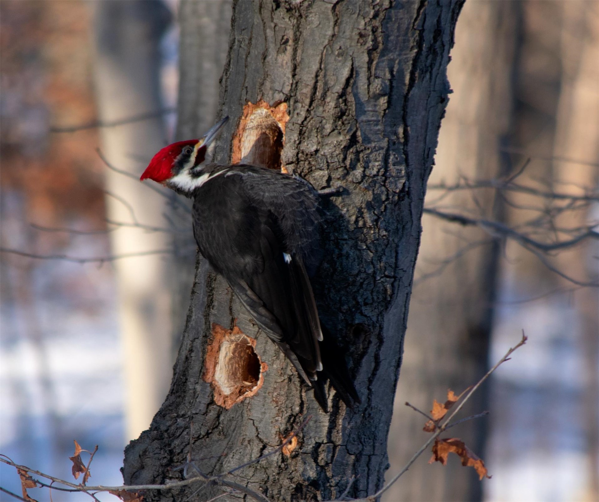 Evidence of Pileated Woodpeckers around the Sanctuary | Hawk Mountain ...