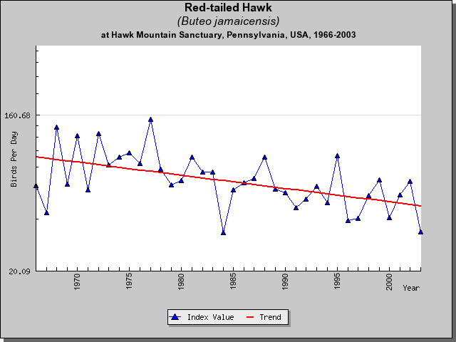 Red-tailed Hawk | Hawk Mountain Sanctuary: Learn Visit Join