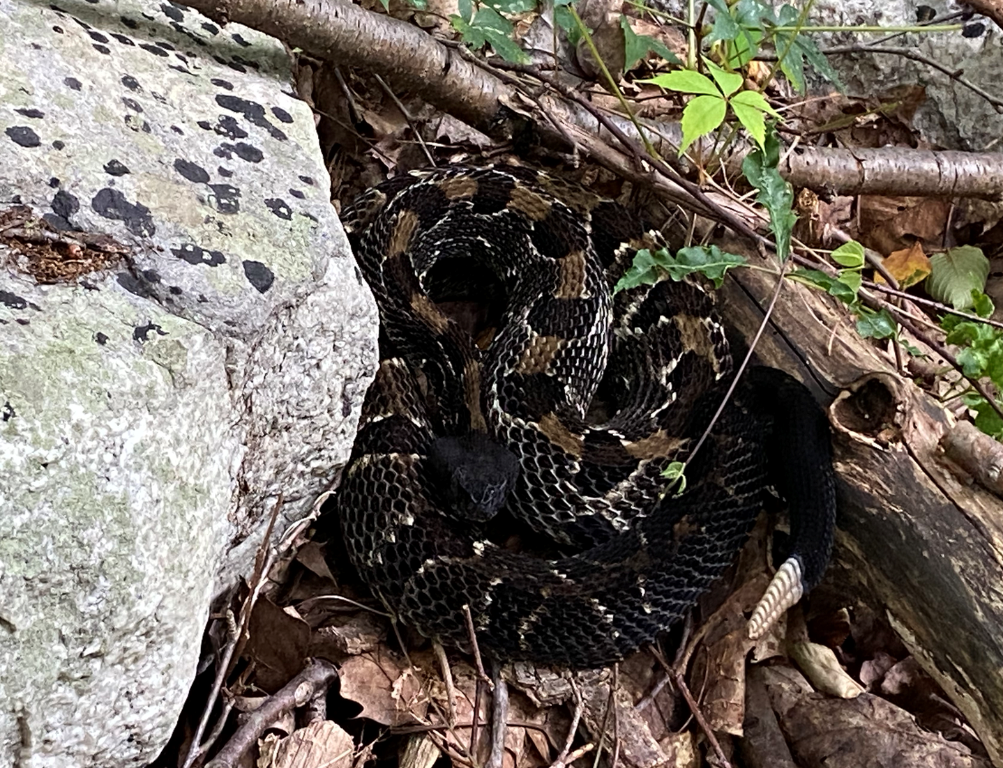 Seasonal Sanctuary Stewards Make a Difference | Hawk Mountain Sanctuary ...