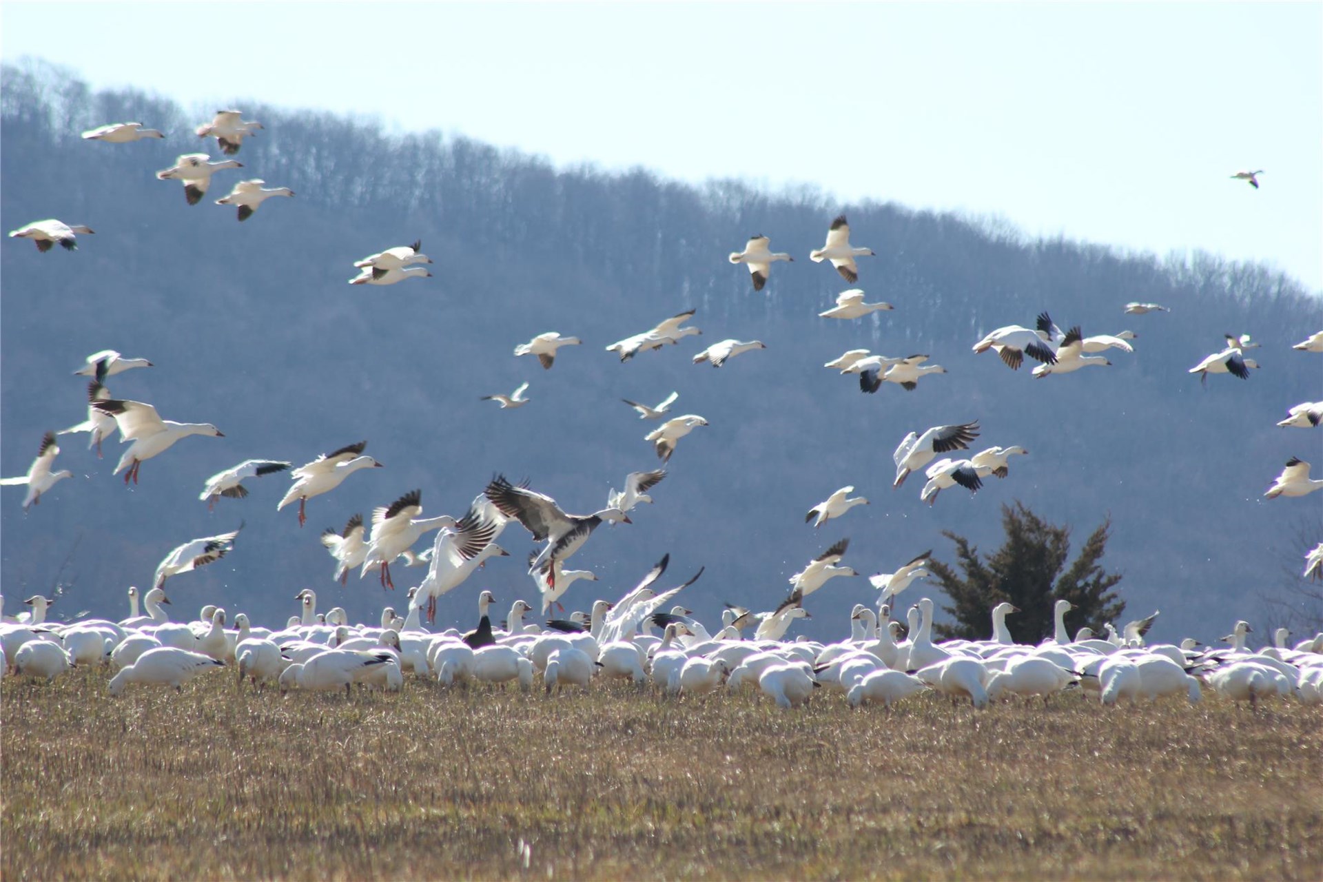 Snow Geese Flocks in the Kempton Valley | Hawk Mountain Sanctuary ...