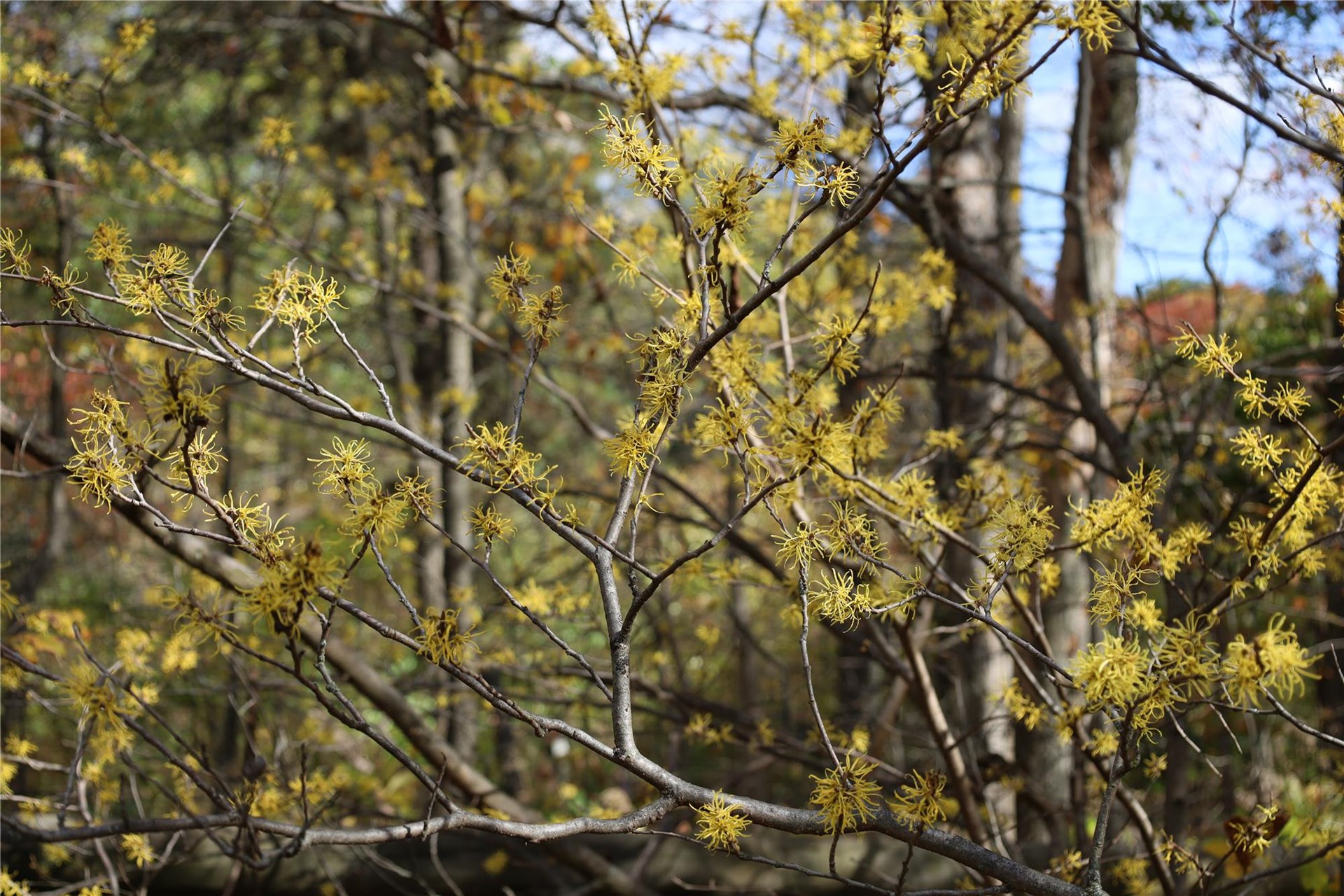 Witch Hazel in Bloom | Hawk Mountain Sanctuary: Learn Visit Join