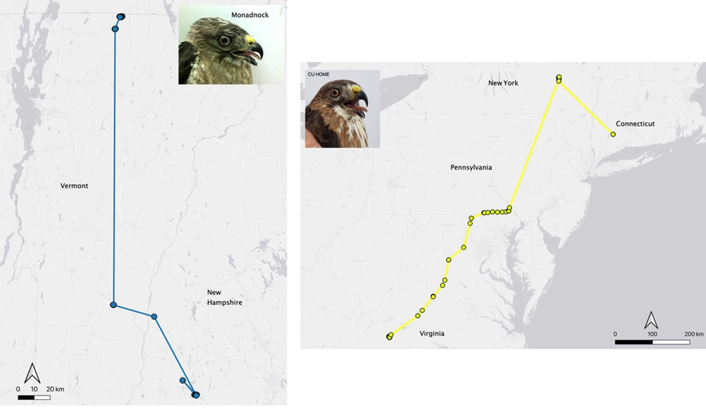 Broadwing Movements | Hawk Mountain Sanctuary: Learn Visit Join