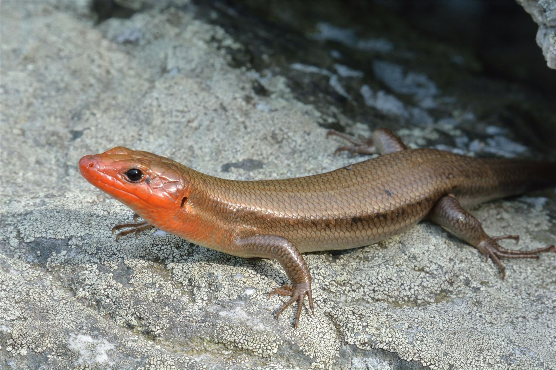 Five-lined Skink | Hawk Mountain Sanctuary: Learn Visit Join
