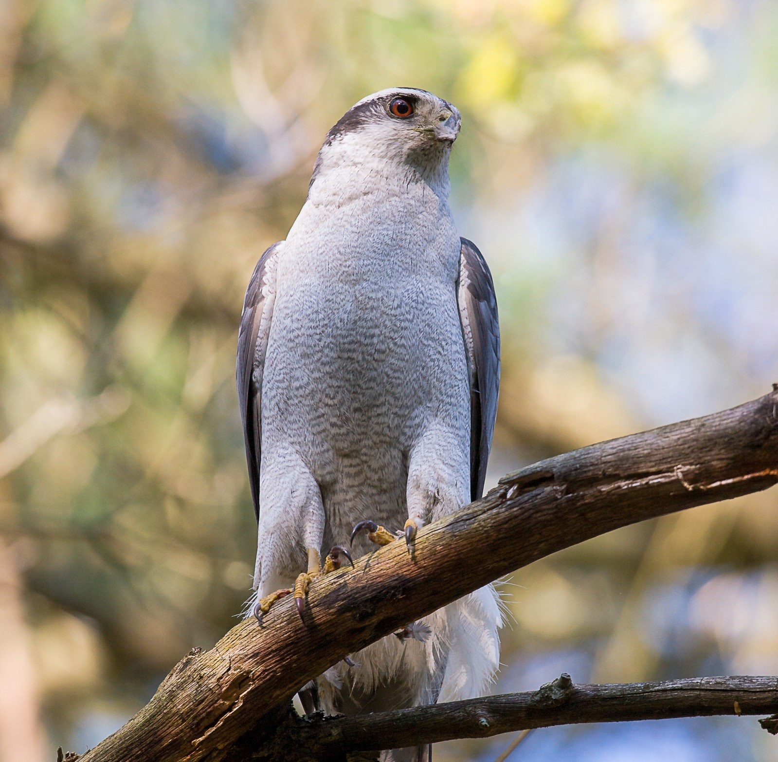 American Goshawks | Hawk Mountain Sanctuary: Learn Visit Join