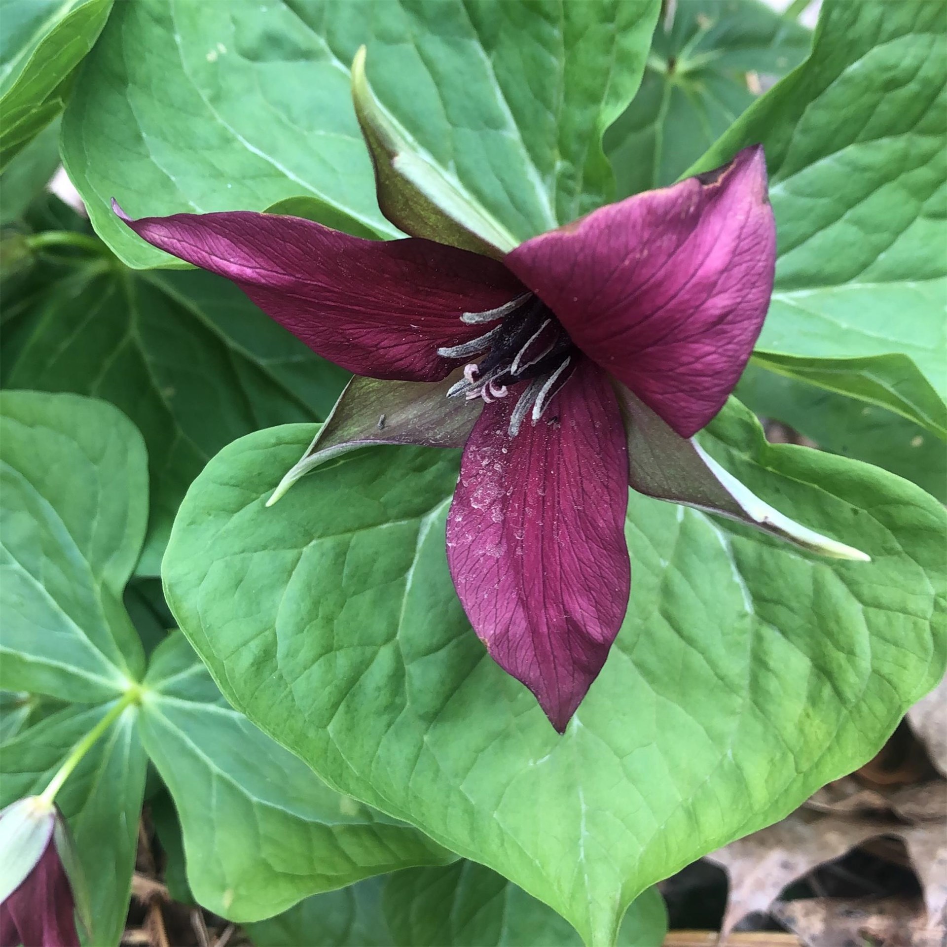 Red Trillium | Hawk Mountain Sanctuary: Learn Visit Join