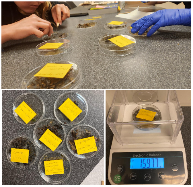 Flying Insect Sampling at the Acopian Center | Hawk Mountain Sanctuary ...