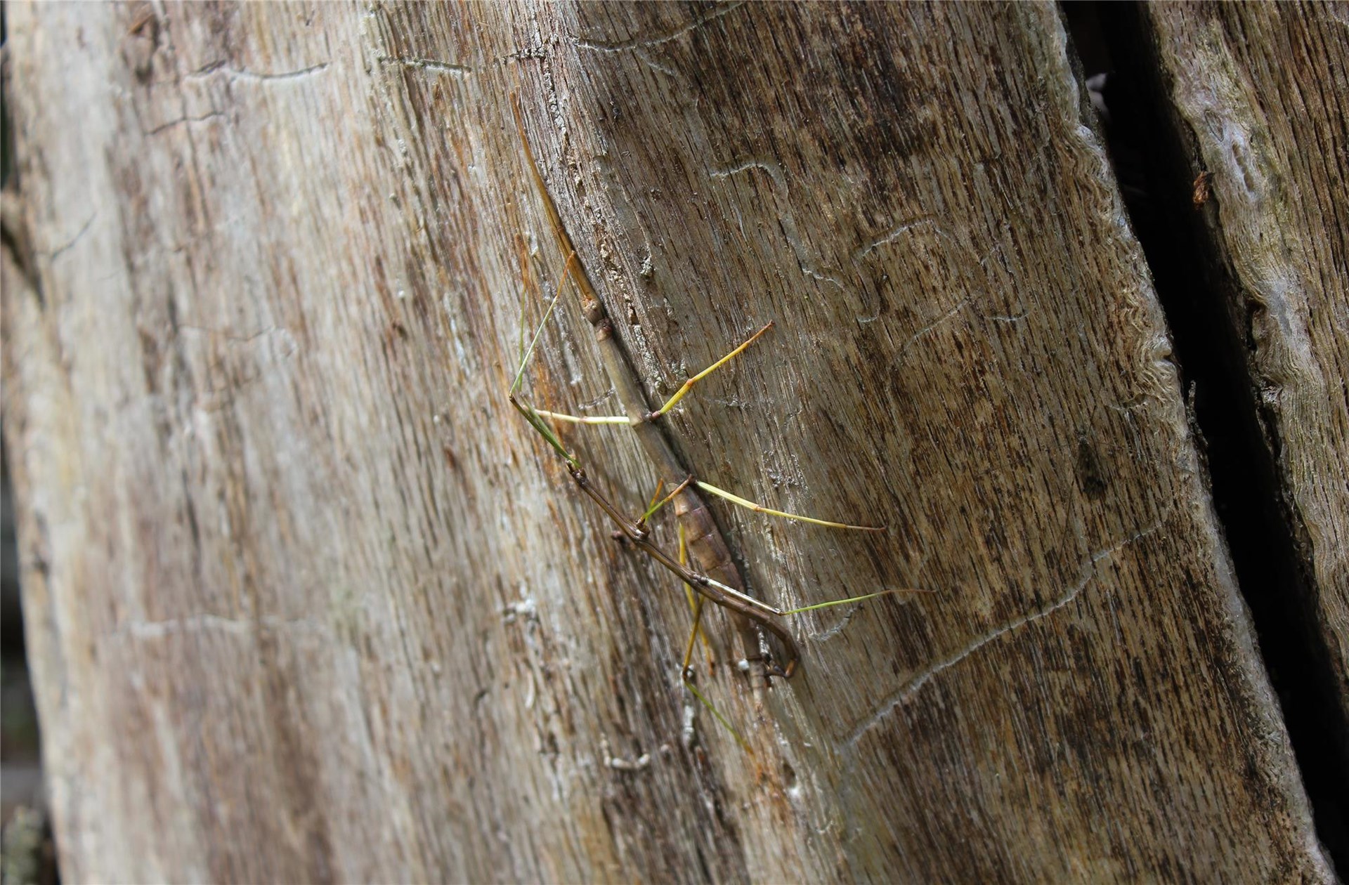 Northern Walkingstick | Hawk Mountain Sanctuary: Learn Visit Join